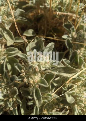 turkey mullein (Croton setiger), Plantae, Fort Ord National Monument ...