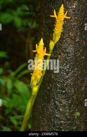 neesam ginger (Zingiber neesanum Stock Photo - Alamy
