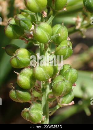 Japanese jacinth (Barnardia japonica) Plantae Stock Photo - Alamy