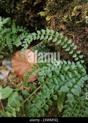 green spleenwort (Asplenium viride) Plantae Stock Photo - Alamy