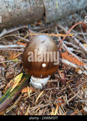 Western Grisette (Amanita pachycolea) Fungi Stock Photo - Alamy