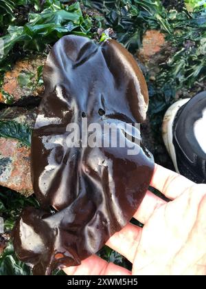 Iridescent Algae (Mazzaella) Plantae Stock Photo - Alamy