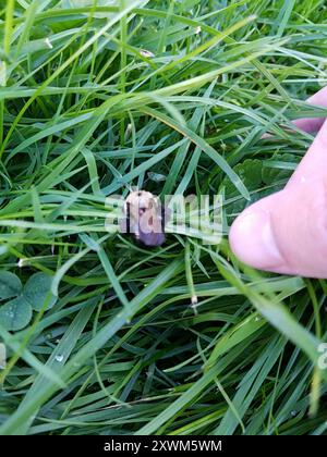 Honey Bees, Bumble Bees, and Allies (Apidae) Insecta Stock Photo - Alamy