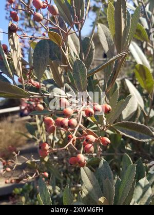 Toyon (Heteromeles arbutifolia) Plantae Stock Photo - Alamy