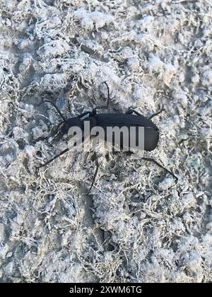 Black Blister Beetle (Epicauta pensylvanica) Insecta Stock Photo - Alamy