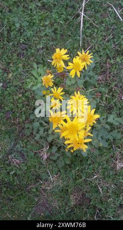Marsh Ragwort (Jacobaea aquatica) Plantae Stock Photo - Alamy