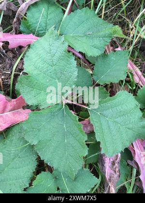 European dewberry (Rubus caesius) Plantae Stock Photo - Alamy