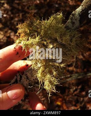 Bushy beard lichen (Usnea strigosa) Fungi Stock Photo - Alamy