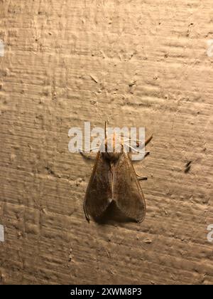 Edwards' Glassy-wing Moth (Pseudohemihyalea edwardsii Stock Photo - Alamy