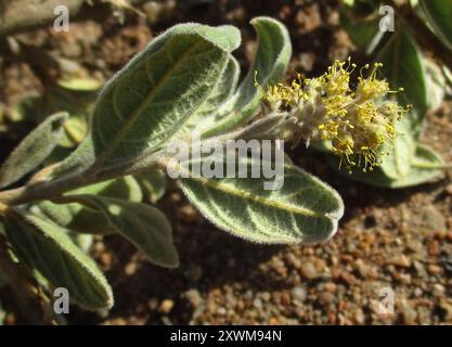 Russet Bushwillow (Combretum hereroense hereroense Stock Photo - Alamy