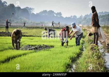 Farmers transplant hybrid rice seedlings at Hongze Lake Farm in Sihong ...