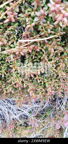 alpine azalea (Kalmia procumbens), Plantae, Geiranger Fjord, Geiranger ...