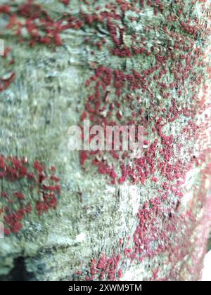Beech Bark Canker Fungus (Neonectria faginata Stock Photo - Alamy