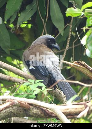 Gray Treepie (Dendrocitta formosae) Aves Stock Photo - Alamy