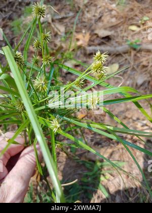 Baldwin's Flatsedge (Cyperus croceus) Plantae Stock Photo - Alamy