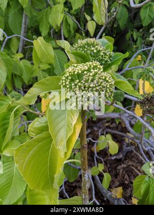 grand devil's-claws (Pisonia grandis) Plantae Stock Photo - Alamy
