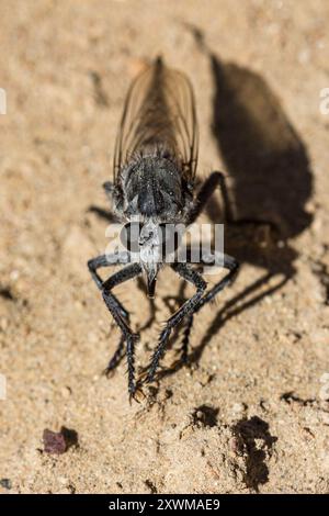 Giant Robber Flies (Promachus), Insecta, Stentor 2, Ehlanzeni, South ...