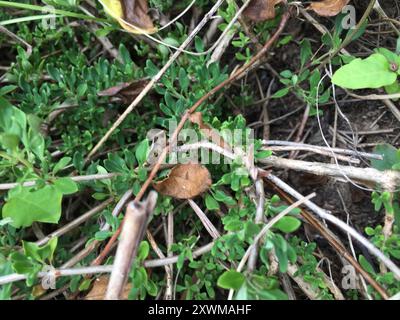 Georgia calamint (Clinopodium carolinianum) Plantae Stock Photo - Alamy