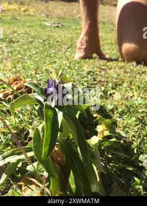 Cross Gentian (Gentiana cruciata), Plantae, Пензенский р-н, Пензенская ...