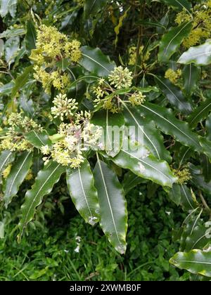 tarata (Pittosporum eugenioides) Plantae Stock Photo - Alamy