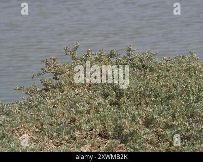 Maximowicz's Saltbush (Atriplex maximowicziana) Plantae Stock Photo - Alamy