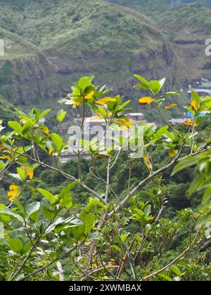 Hauili fig tree (Ficus septica) Plantae Stock Photo - Alamy