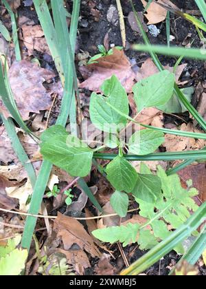purple amaranth (Amaranthus blitum) Plantae Stock Photo - Alamy