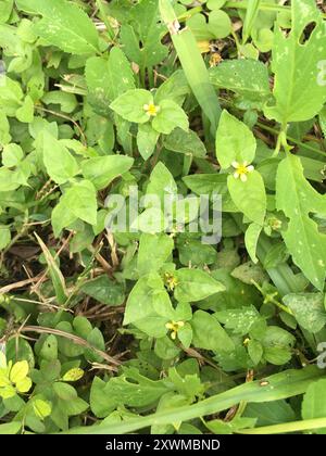 straggler daisy (Calyptocarpus vialis) Plantae Stock Photo - Alamy