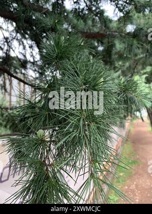 Cedars (Cedrus) Plantae Stock Photo - Alamy