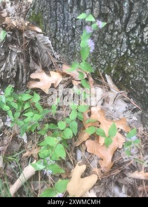 common dittany (Cunila origanoides) Plantae Stock Photo - Alamy