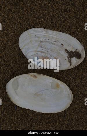 Otter shell (Lutraria lutraria) Mollusca Stock Photo - Alamy
