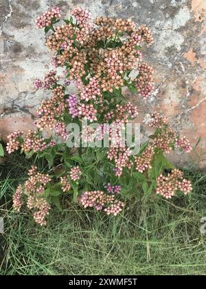 marsh fleabane (Pluchea odorata) Plantae Stock Photo - Alamy