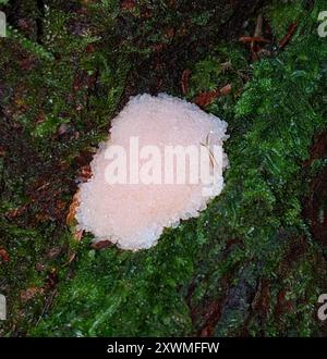 true slime molds (Myxomycetes) Protozoa Stock Photo - Alamy