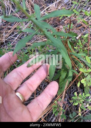 slender goldenrod (Solidago erecta) Plantae Stock Photo - Alamy