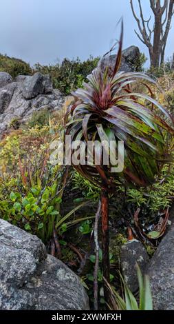 mountain neinei (Dracophyllum traversii) Plantae Stock Photo - Alamy