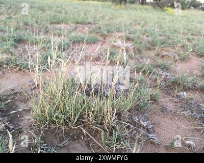 burrograss (Scleropogon brevifolius) Plantae Stock Photo - Alamy