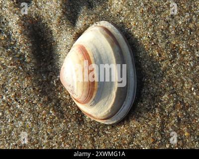 Elliptical Trough Shell (Spisula elliptica) Mollusca Stock Photo - Alamy
