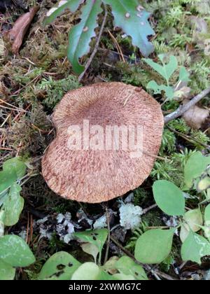 Western Painted Suillus (Suillus lakei) Fungi Stock Photo - Alamy