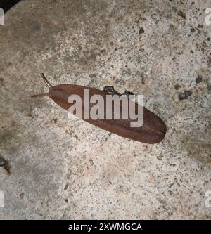 Cuban Leaf Slug (Veronicella cubensis) Mollusca Stock Photo - Alamy