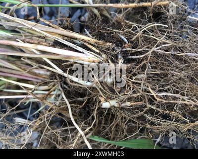 knotroot bristlegrass (Setaria parviflora) Plantae Stock Photo - Alamy