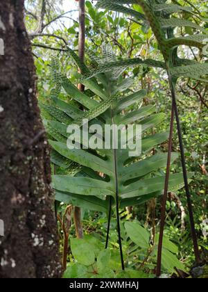 Musk Fern (Microsorum grossum) Plantae Stock Photo - Alamy