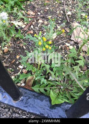 common groundsel (Senecio vulgaris) Plantae Stock Photo - Alamy