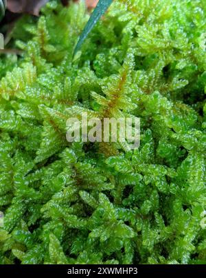 (Hypnum plumaeforme) Plantae Stock Photo - Alamy