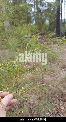 Bower Wattle (Acacia cognata) Plantae Stock Photo - Alamy