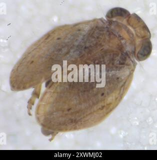 Issid Planthoppers (Issidae) Insecta Stock Photo - Alamy