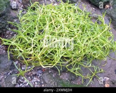 Herbaceous Seepweed (Suaeda maritima) Plantae Stock Photo - Alamy