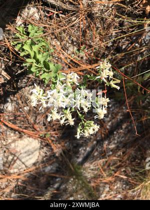 Dixie aster (Sericocarpus tortifolius), Plantae, North Carolina, US ...
