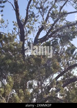 Parry pinyon (Pinus quadrifolia) Plantae Stock Photo - Alamy