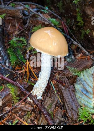 Questionable Stropharia (Stropharia ambigua) Fungi Stock Photo - Alamy