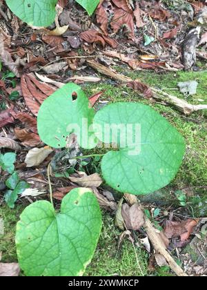 pipevine (Aristolochia macrophylla) Plantae Stock Photo - Alamy